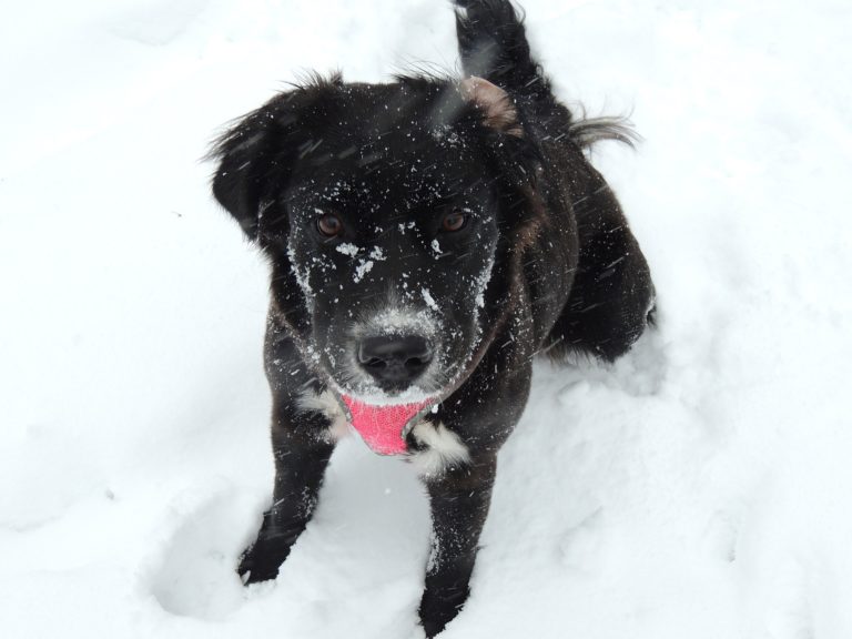 Why Dogs Love Snow And How You Can Keep Them Safe Using Ice Melt?