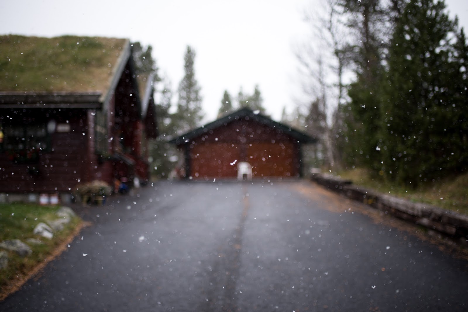 Using Ice Melt To Prepare Your Driveway This Winter In Denver - Safe Paw