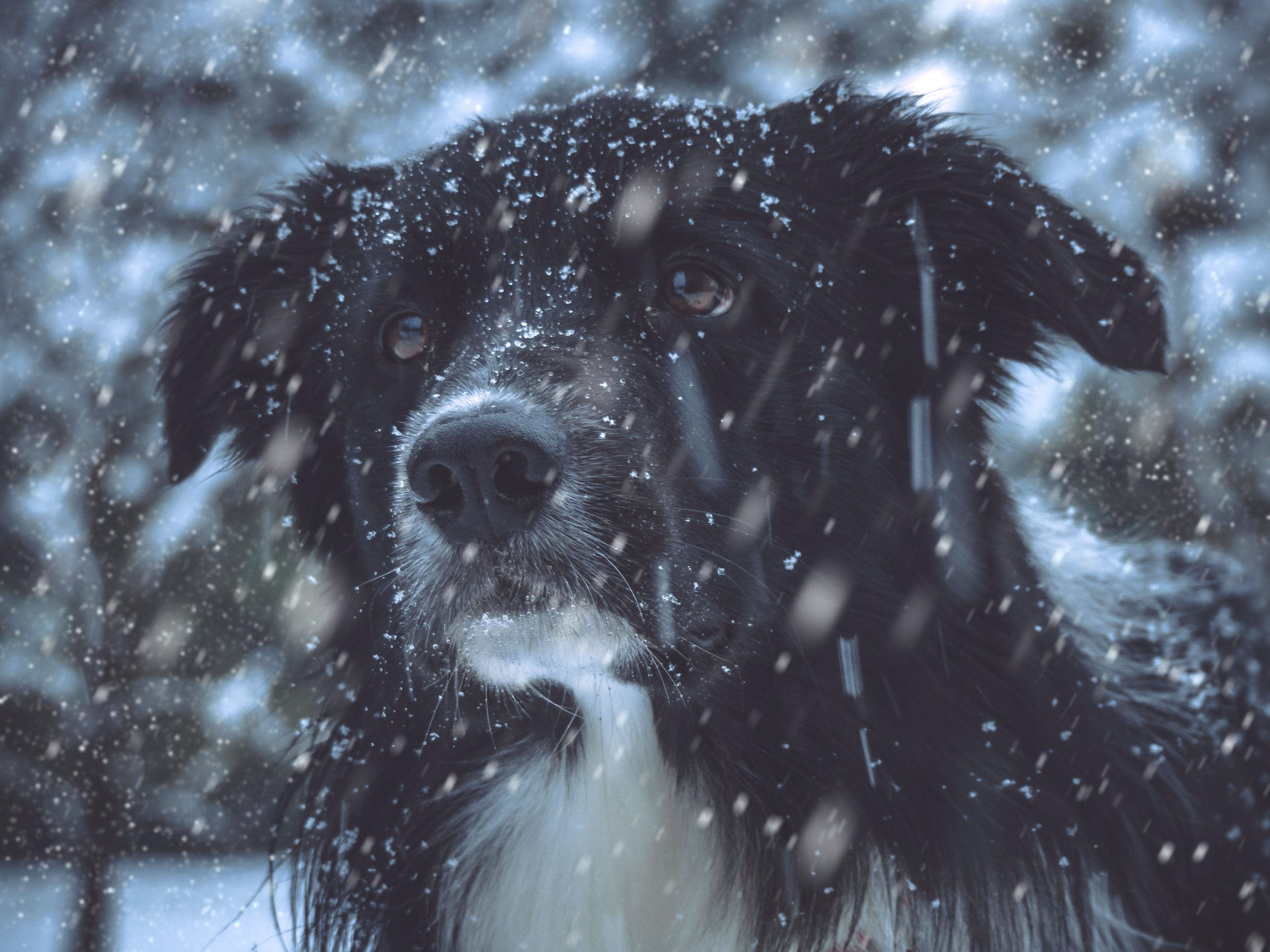 Winter Safety For Your Newly Adopted Dog - Safe Paw