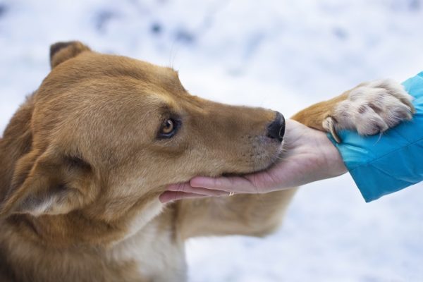 Safe Paw: Being Responsible - Pet Safe Ice Melt