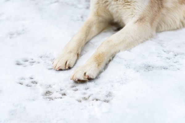 7 Tips To Protect Dog Paws In Winter - Safe Paw Ice Melt