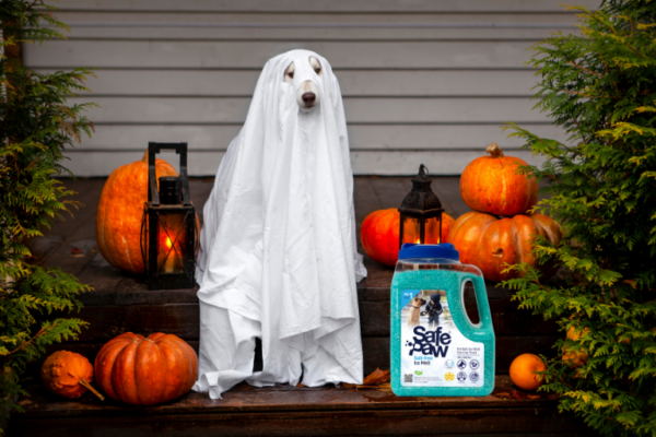 The Do's And Don'ts: Introducing Your Pet To Halloween Decorations.