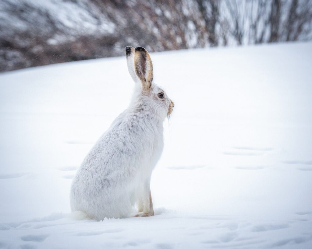 Snow Bunny Defined: The Cultural and Social Aspects of the Term