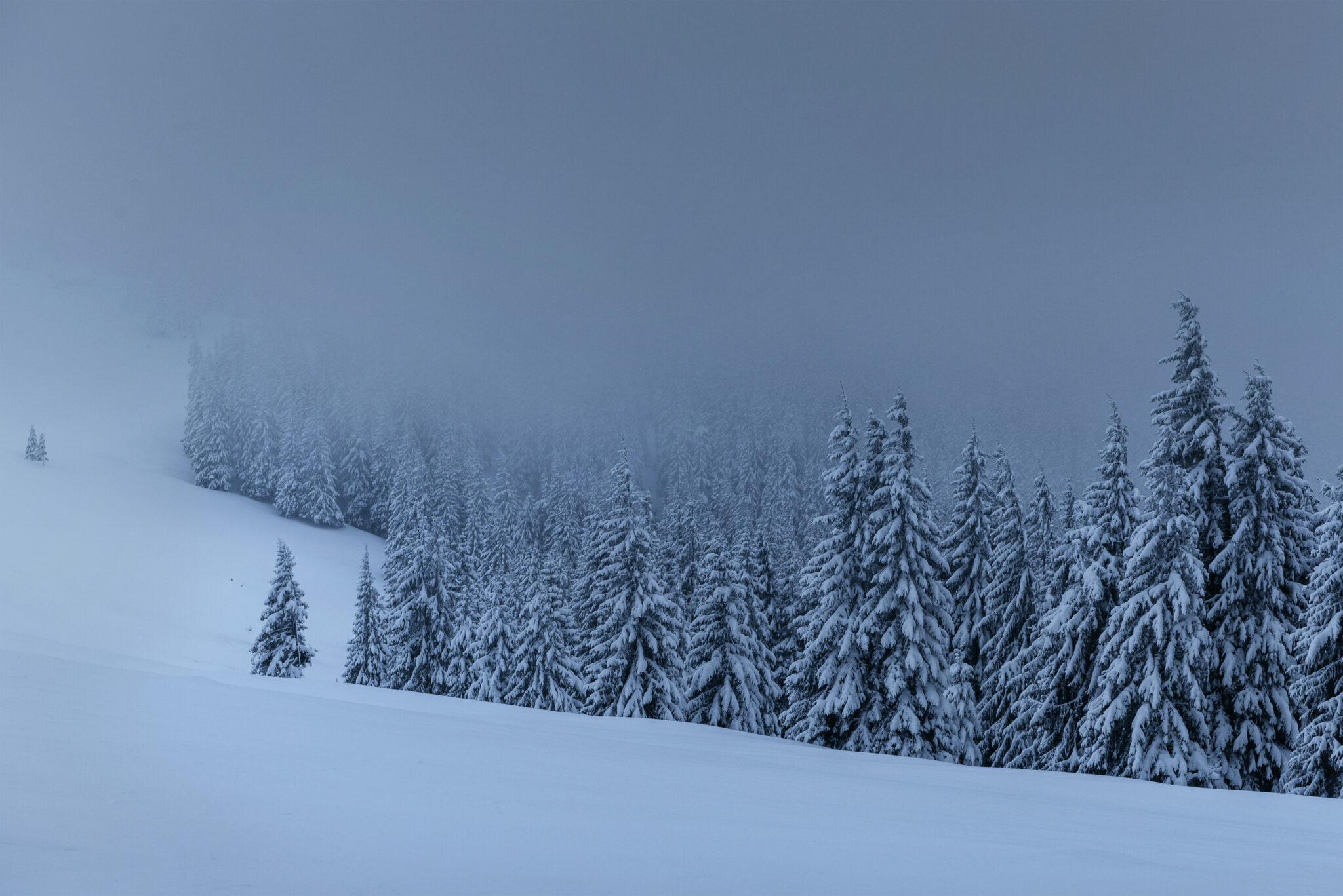 What Is Snowbunny? Exploring Its Meaning and Cultural Significance