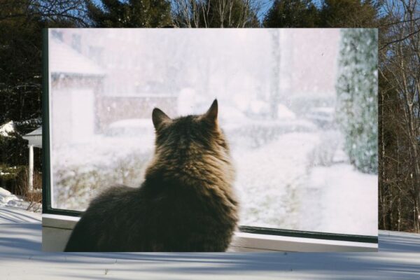 Propylene Glycol and Dogs: Is It Truly Safe?