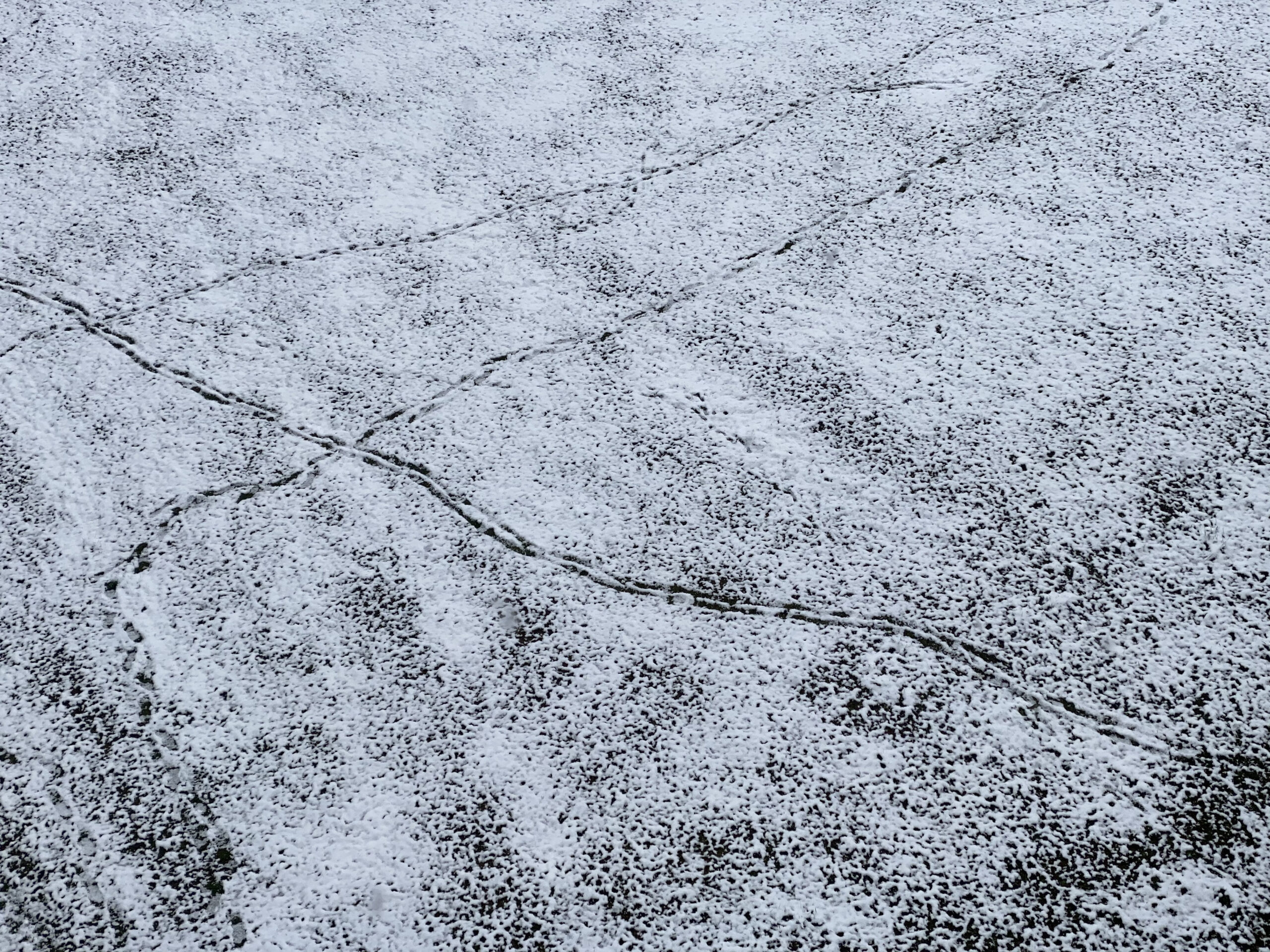 Why Rock Salt Is Unsafe for Pets and Concrete